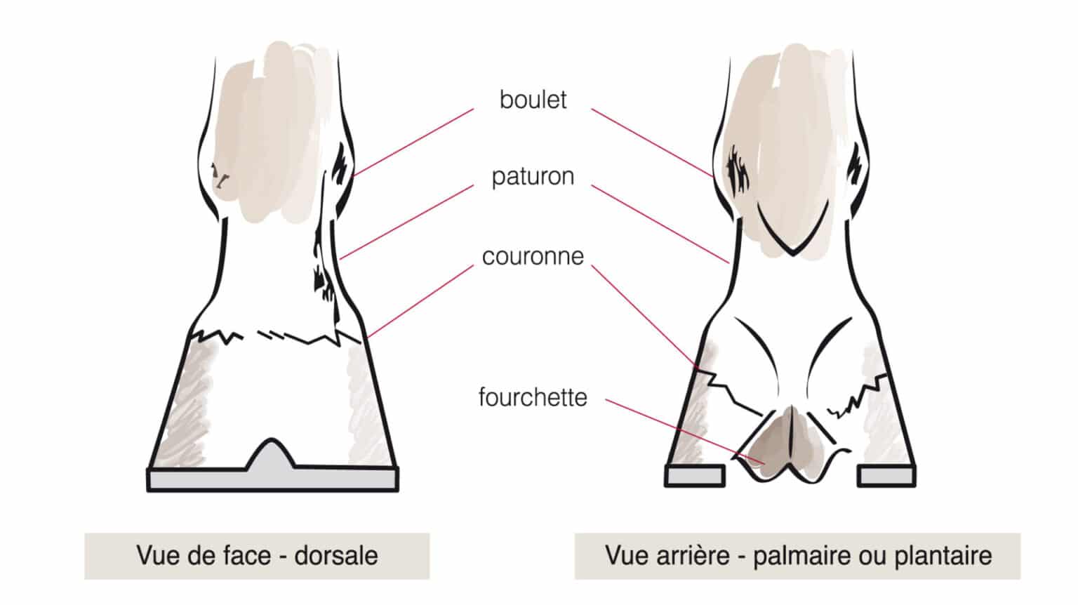 Comment est composée l'anatomie du pied du cheval externe
