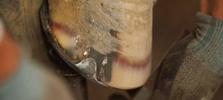 Anatomie du pied du cheval : les conseils de Michel Vaillant