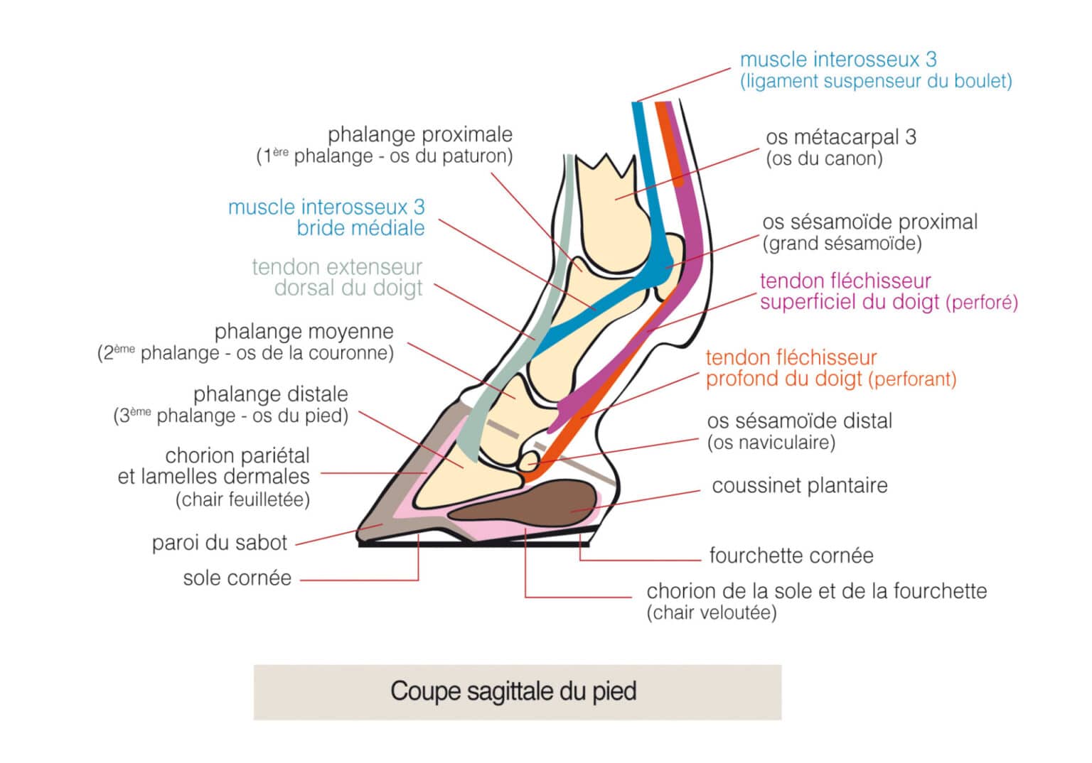 Comment est composée l'anatomie du pied interne du cheval