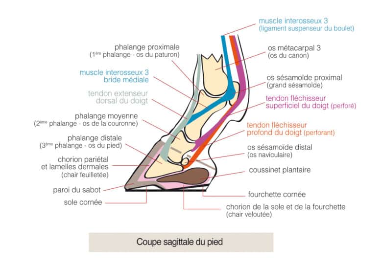 Comment est composée l'anatomie du pied interne du cheval