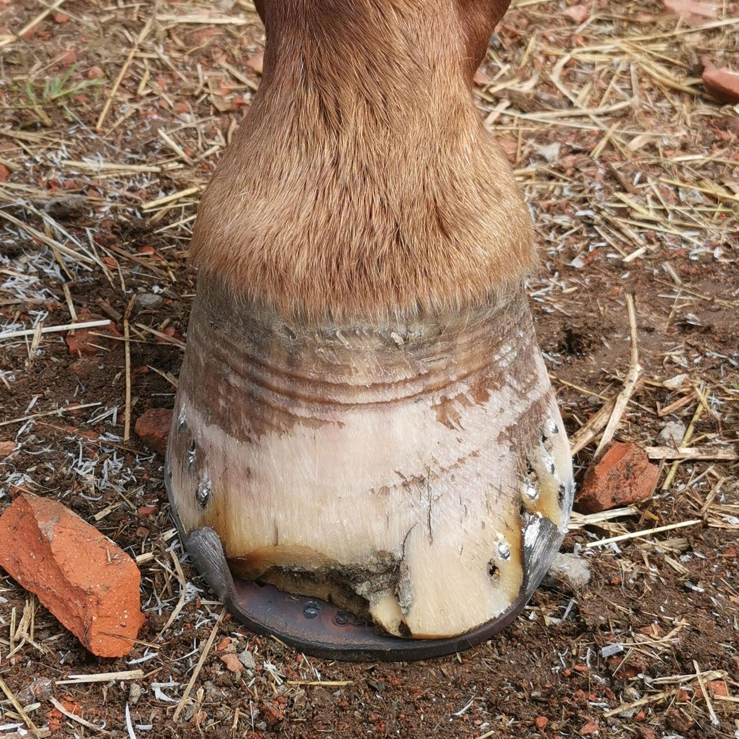 Comment est composée l'anatomie du pied du cheval externe