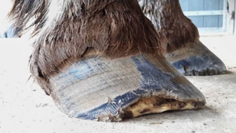 Maladie et soins du cheval : Conseils et traitements essentiels