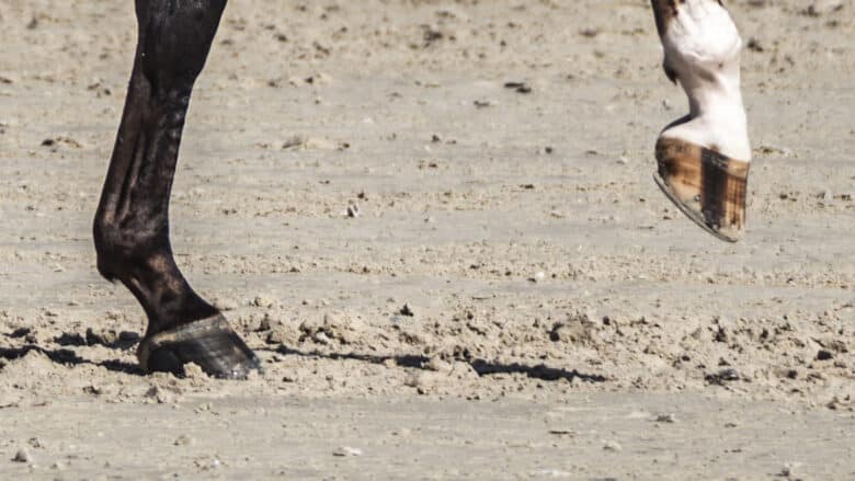 Anatomie du pied du cheval : les conseils de Michel Vaillant