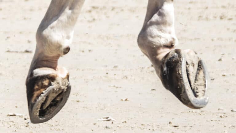 Anatomie du pied du cheval : les conseils de Michel Vaillant