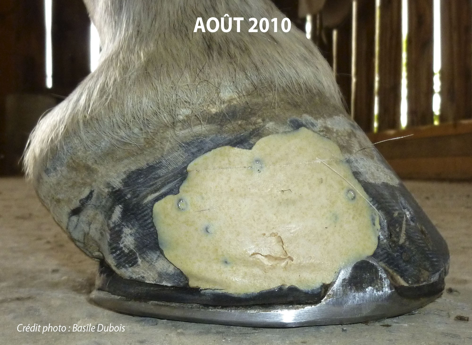 KIT POUR LIGATURER LES SEIMES réparation du sabot du cheval maréchal ...
