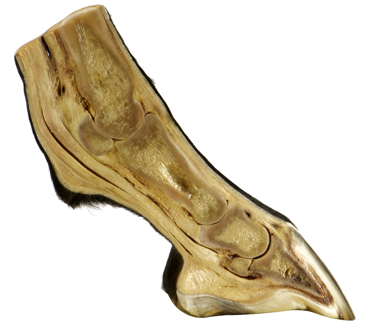 PIED NATURALISÉ STANDARD - apprentissage anatomie du cheval